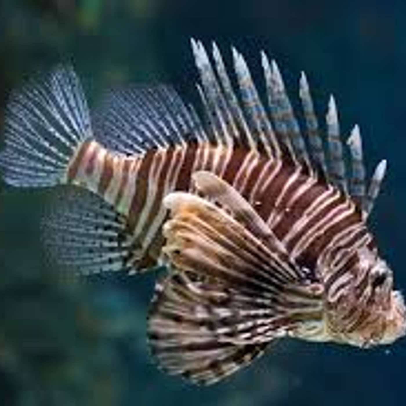 Pesci davvero pericolosi e qualcuno li mangia....Il veleno dei pesci ...