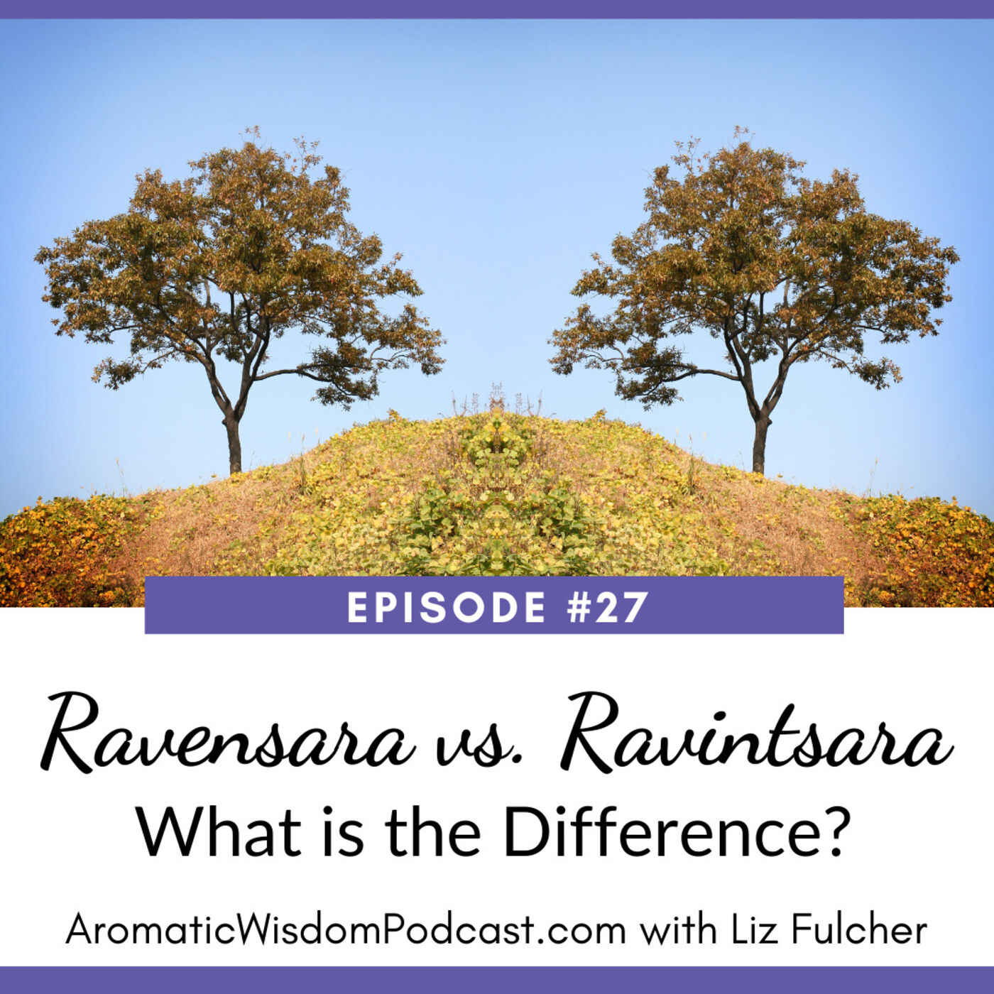 AWP 027: Ravensara vs. Ravintsara: What is the Difference? | Aromatic ...