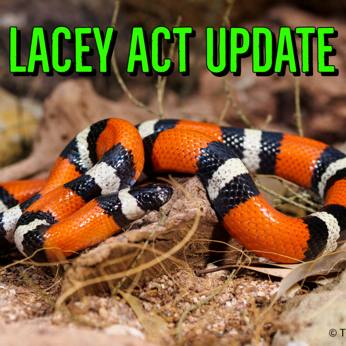 Lacey Act Update w/ Phil Goss President of USARK – The Exotic Pet ...