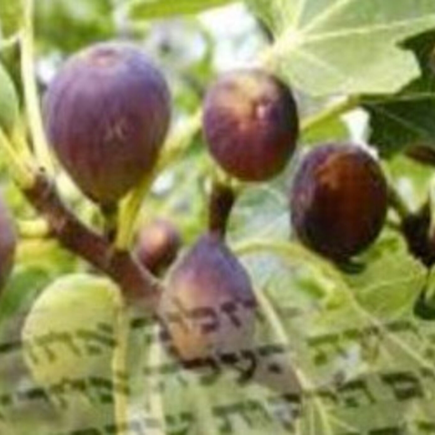 Daniël - Het gouden beeld van Nebukadnezar (1) – Radio Israel NL ...