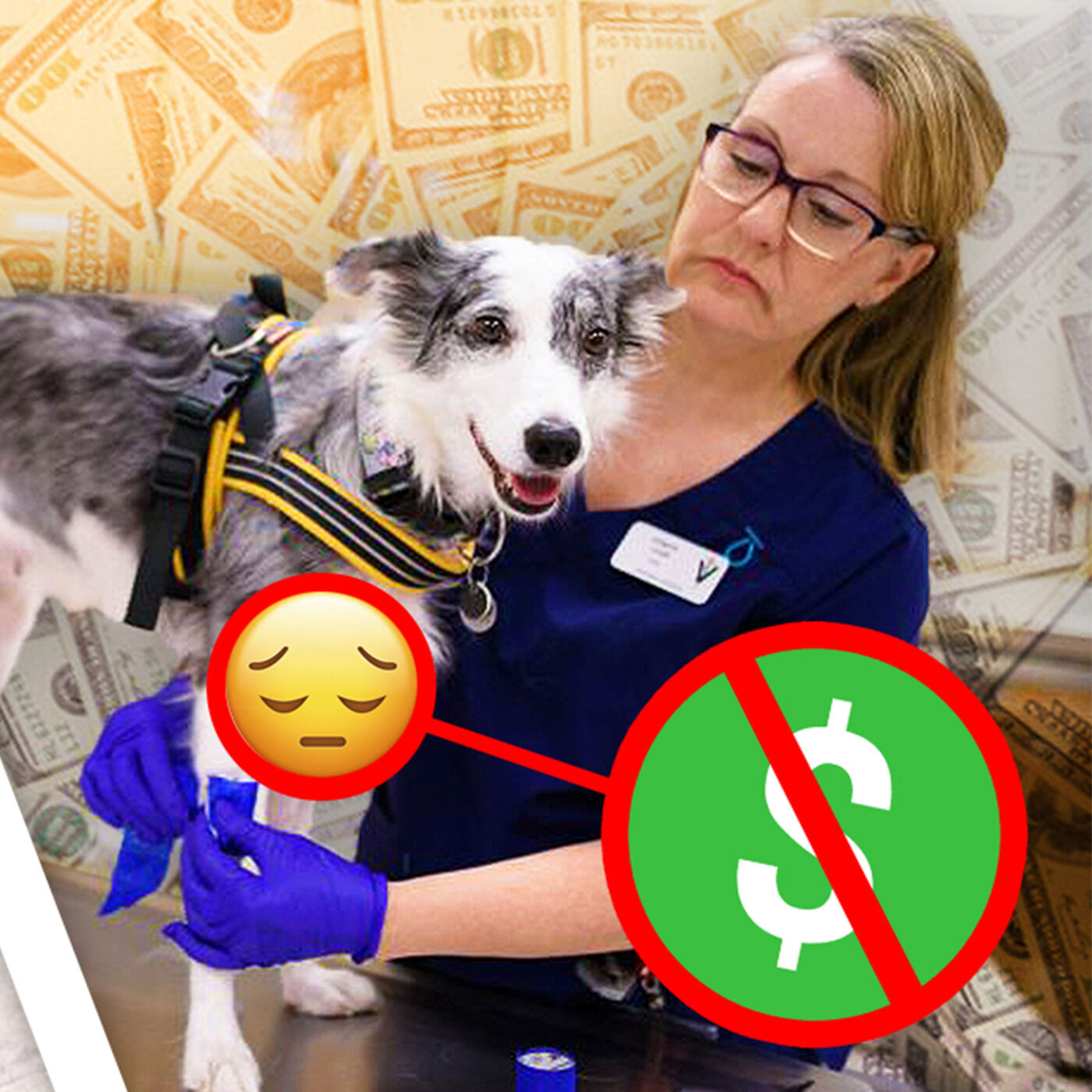 The Financial Wage Problem In The Veterinary Industry – The Veterinary ...