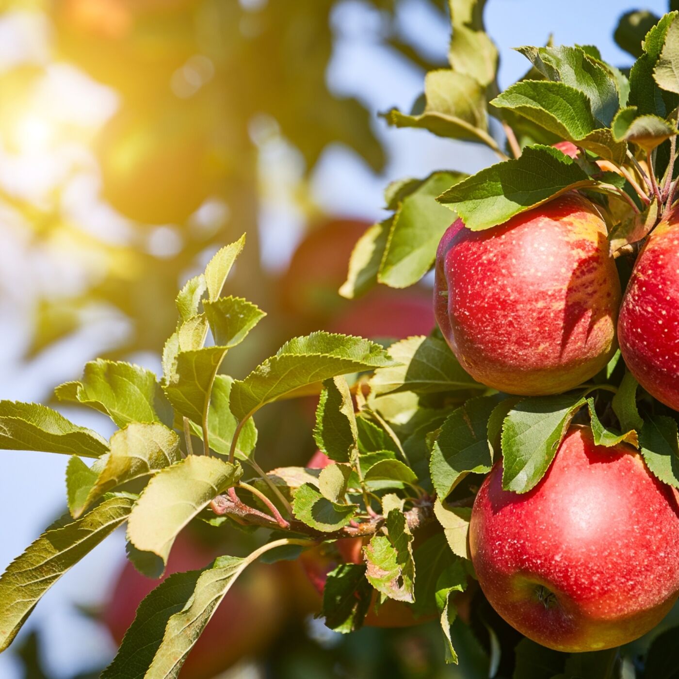 Monitoring Orchard Pests with Trapview - AgTech360 | Lyssna här ...